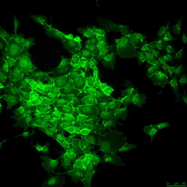 mEERL Mouse E6/E7/hRas Oropharynx Epithelial Luciferase Cell Line | SCC627